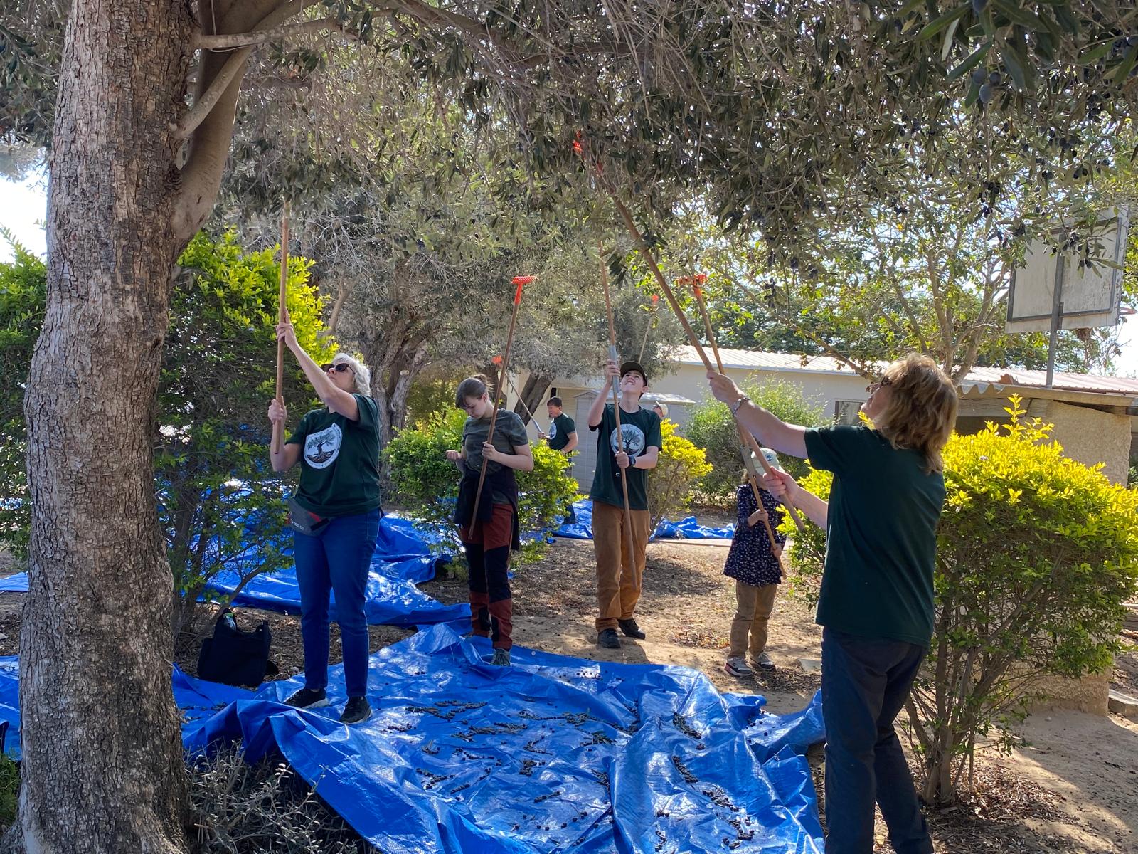 Root & Branch - Christian Volunteers Supporting Israeli Olive Harvest | Root & Branch
